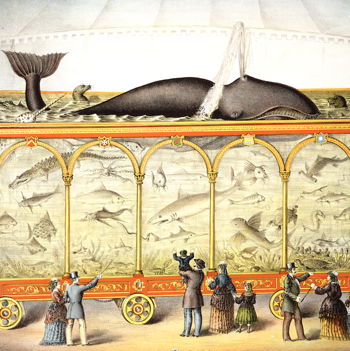 WhaleReaktion - Joe Roman