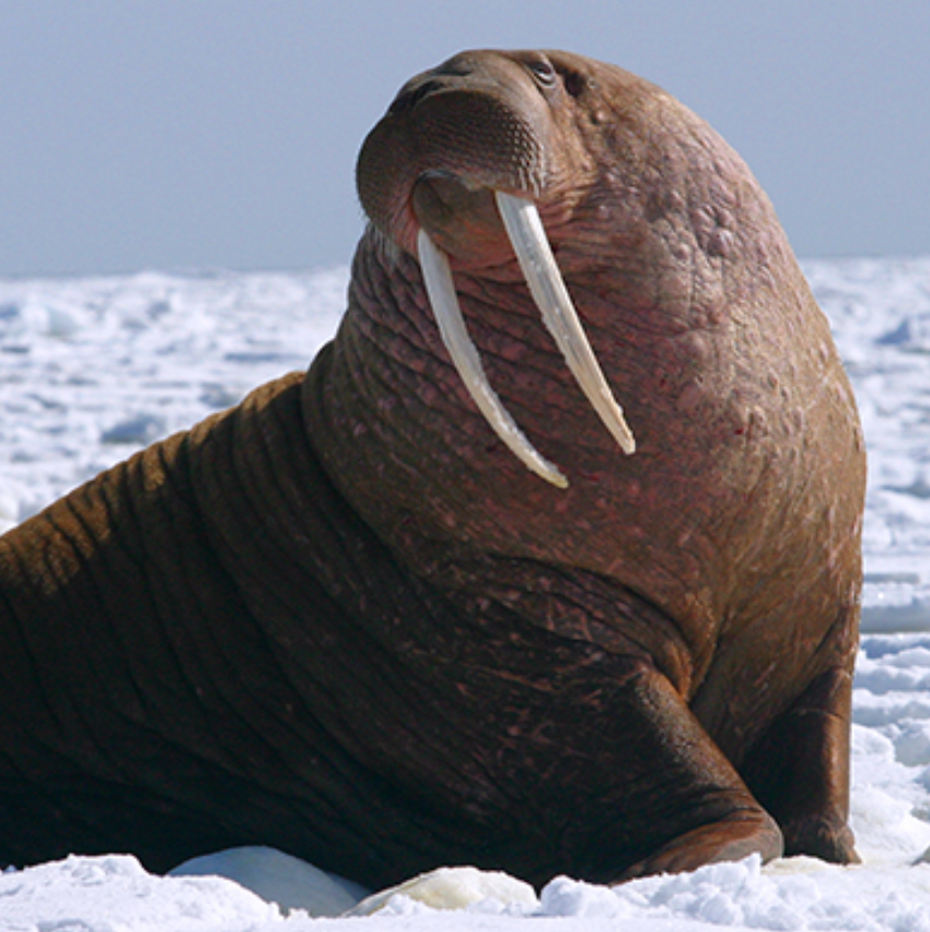 Improving the ESA - Joe Roman