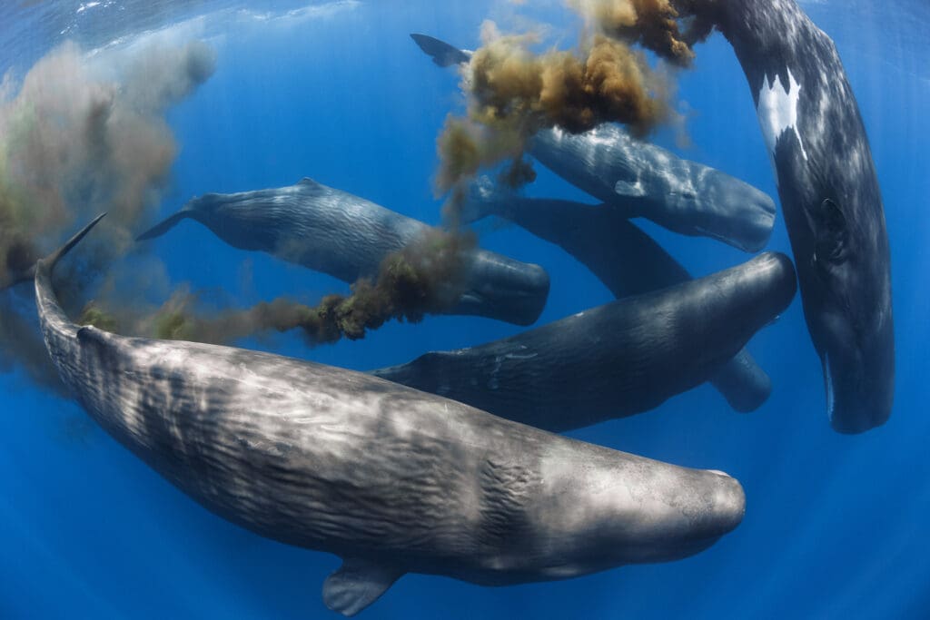 Joe Roman - Biologist & Author