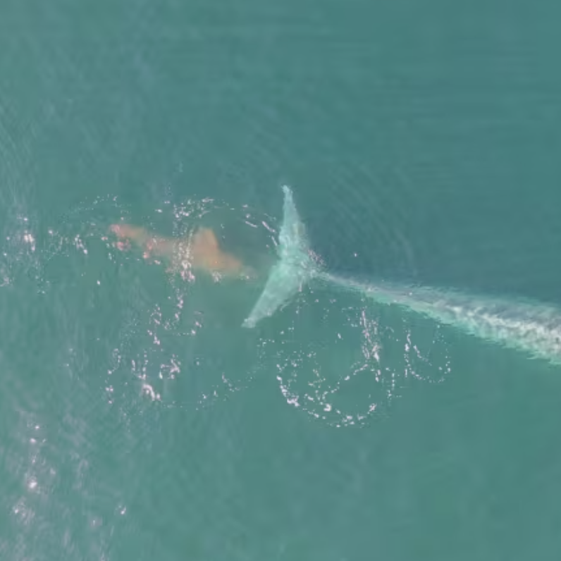 Noteworthy books - Joe Roman