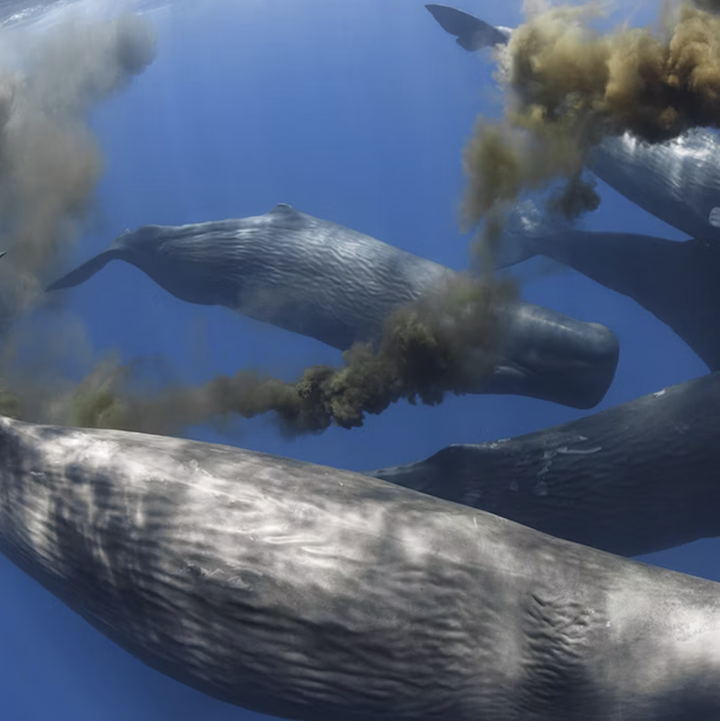 The Circle of Life - Joe Roman